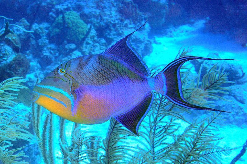 Queen Triggerfish (Balistes vetula) - Marine Life Identification