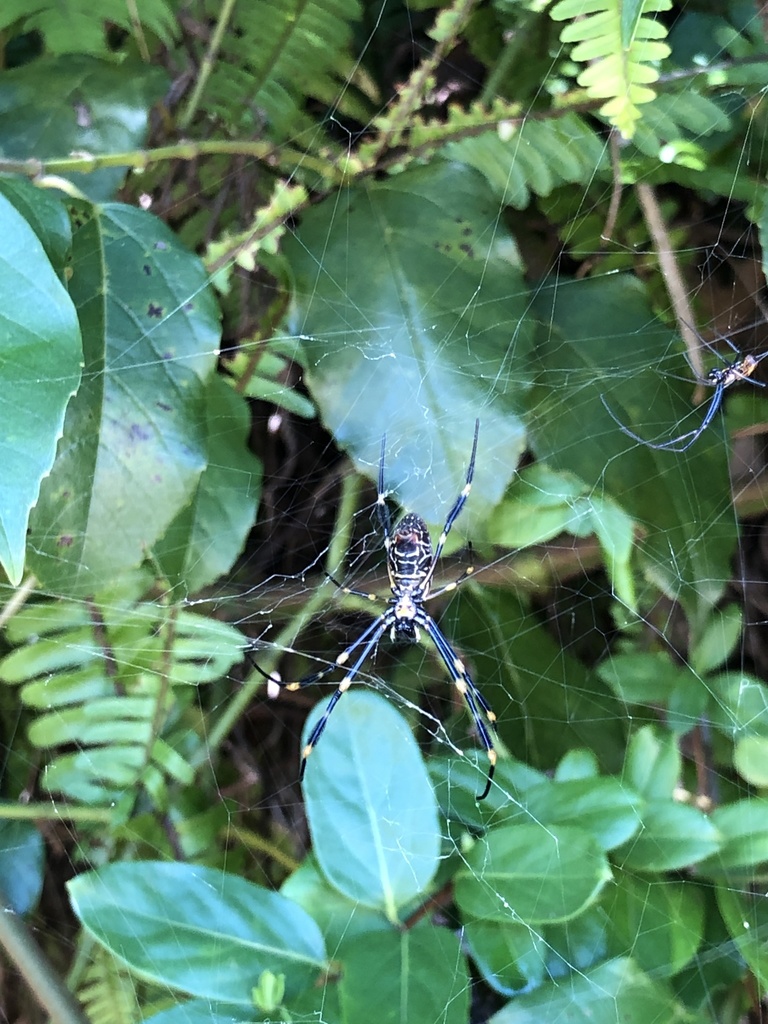 Tiger Spider from Chowder Bay / Gooree, Mosman, NSW, AU on February 8 ...