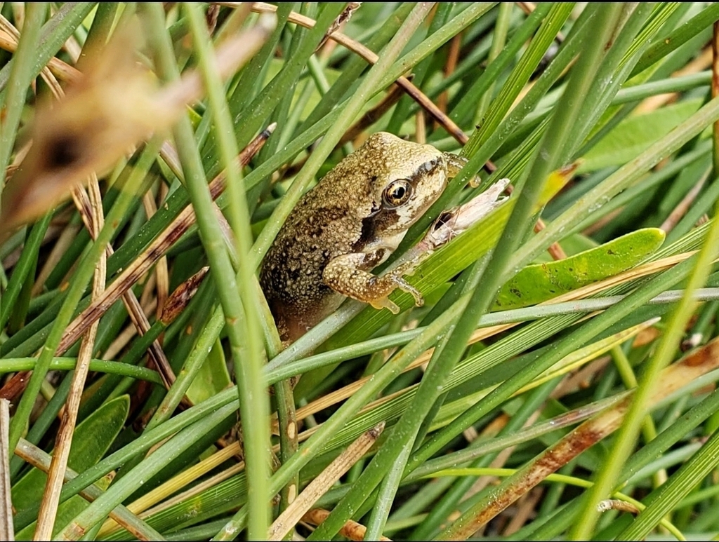 Pacific chorus frog from Lee Vining, CA 93541, USA on August 14, 2018 ...
