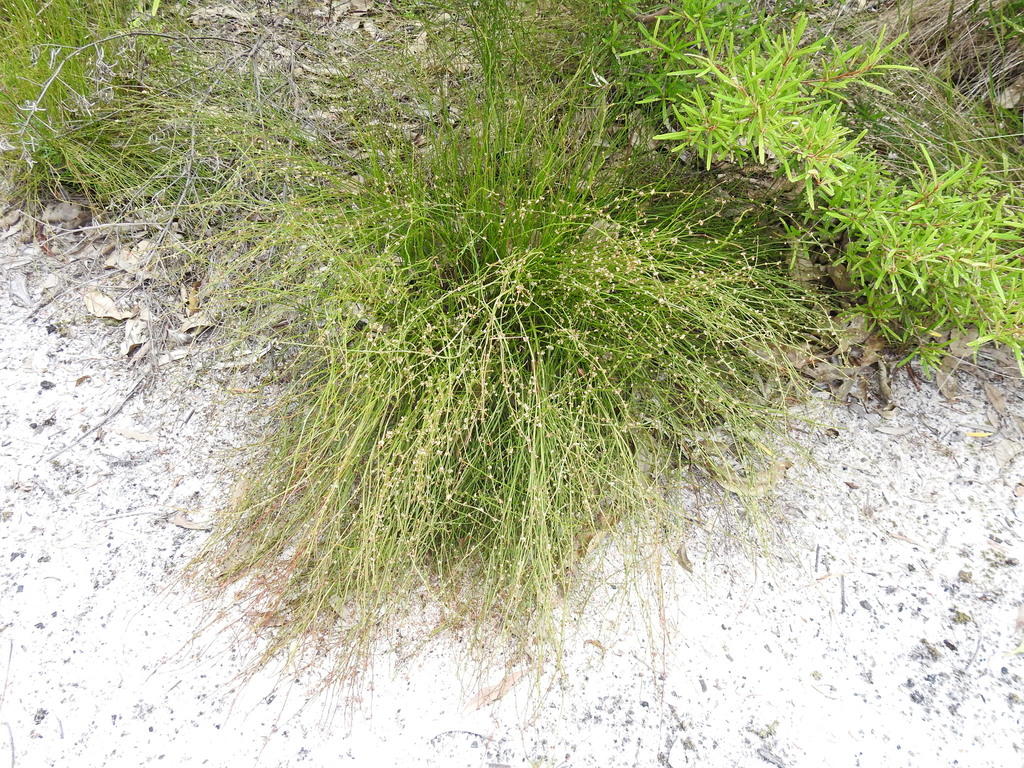 Broom Spurge from Takura QLD 4655, Australia on February 8, 2022 at 10: ...