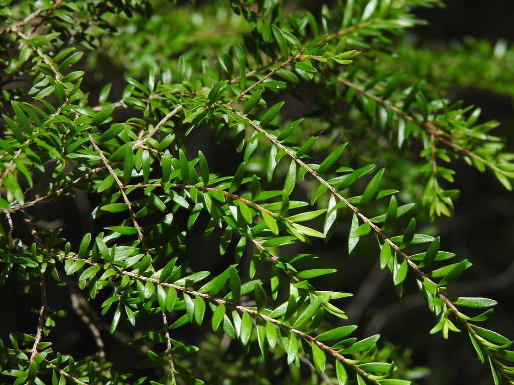 Sannantha from Takura QLD 4655, Australia on February 08, 2022 at 11:28 ...