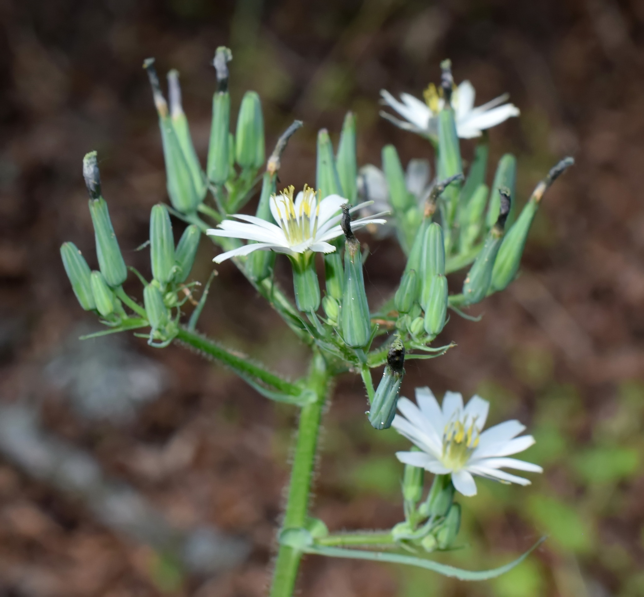 Lactuca hispida DC.