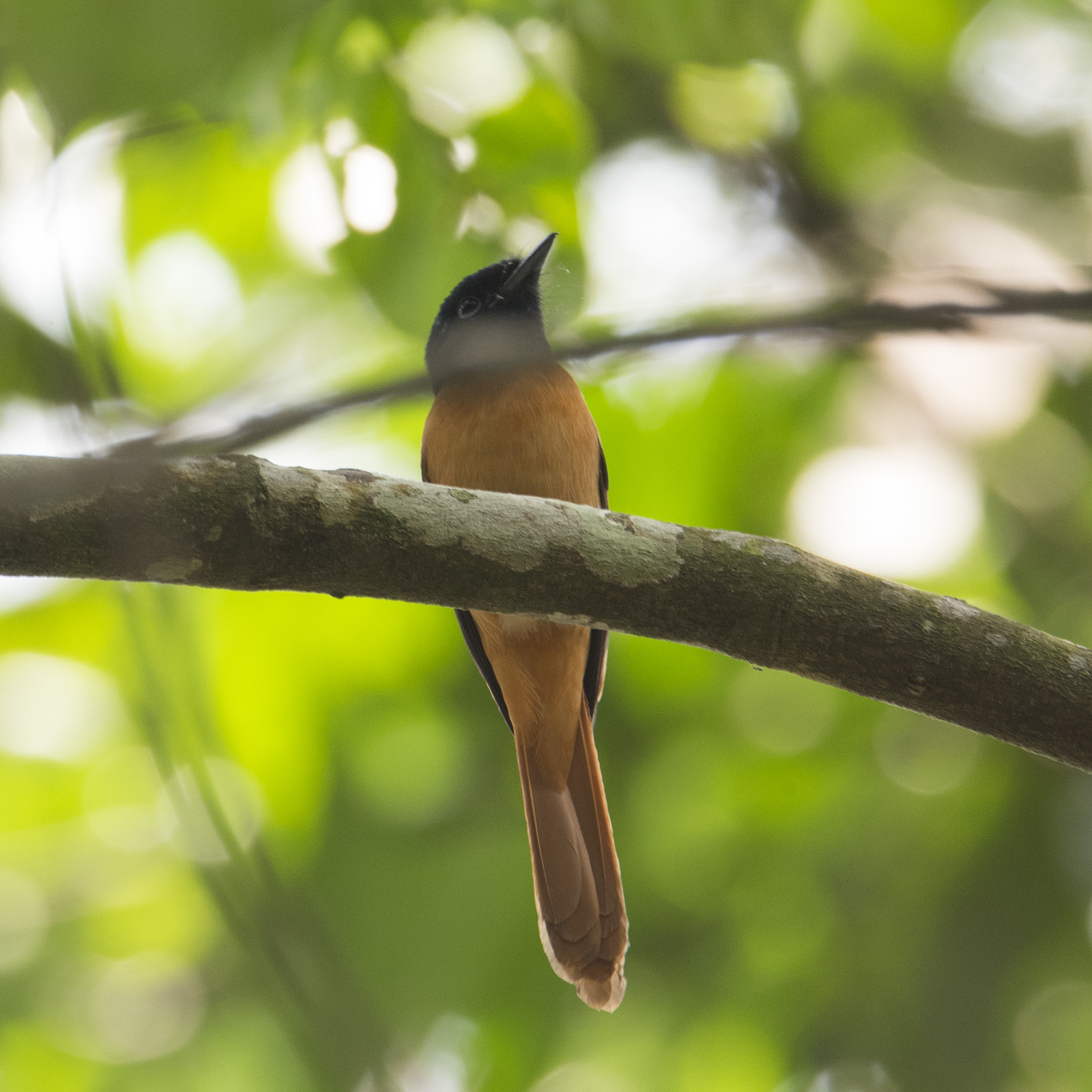 Terpsiphone rufiventer (Swainson, 1837)