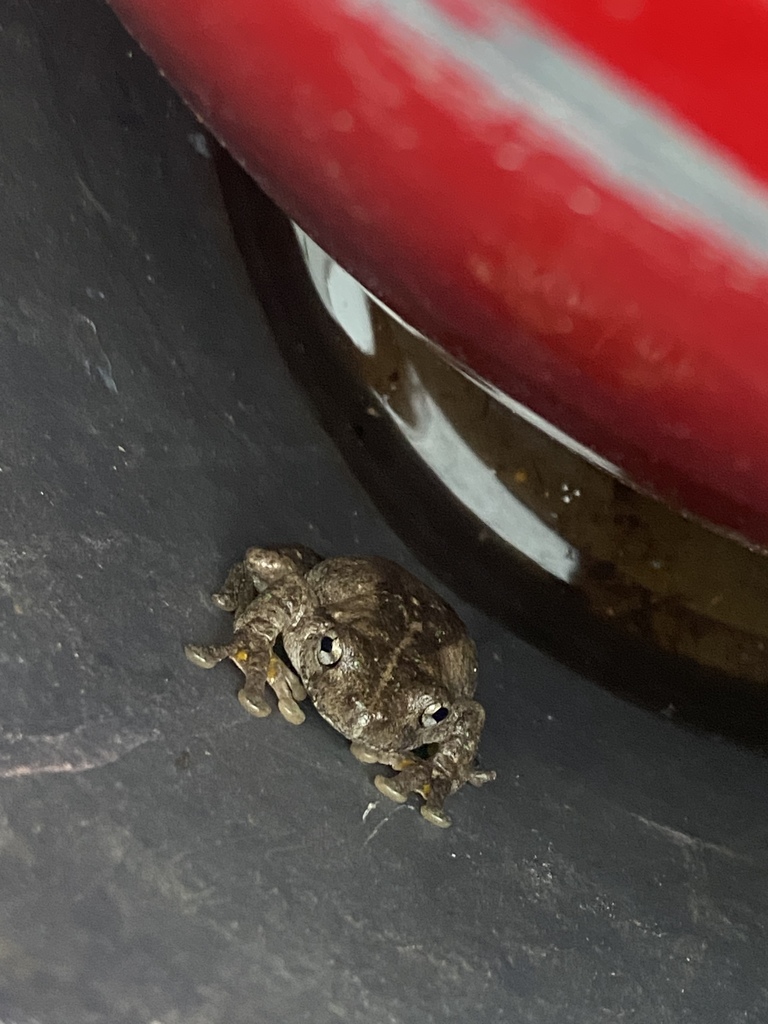 Peron's Tree Frog from Seven Mile Beach, Gerroa, NSW, AU on January 29 ...