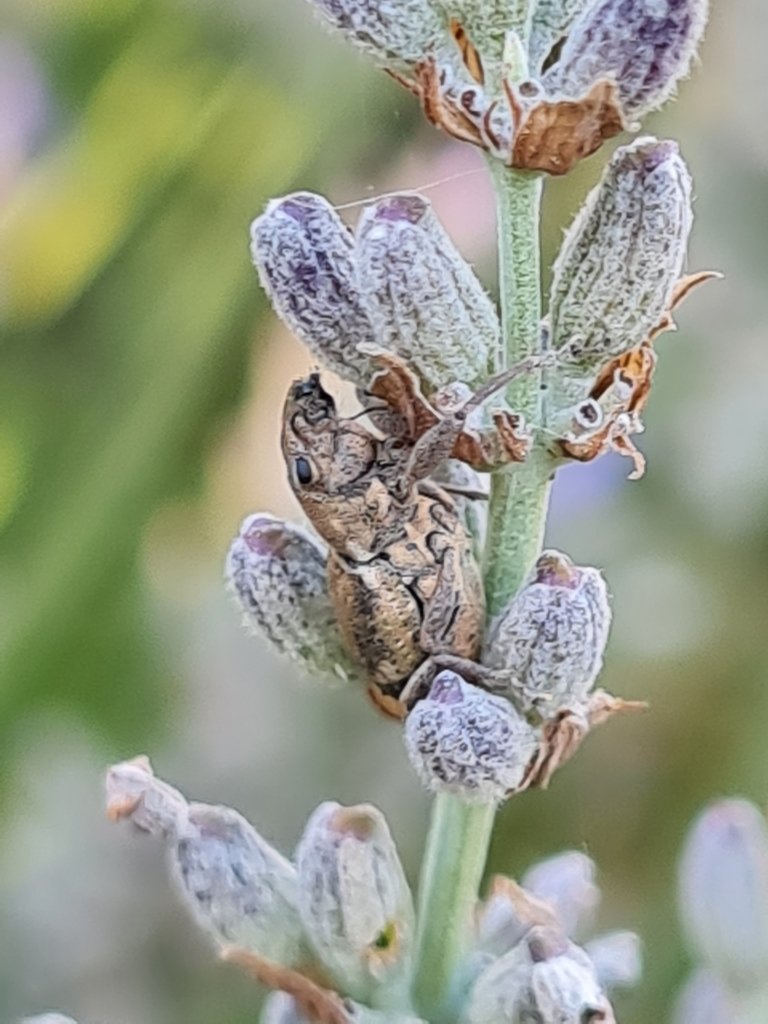 Fuller's rose weevil in February 2022 by Allison Wall · iNaturalist