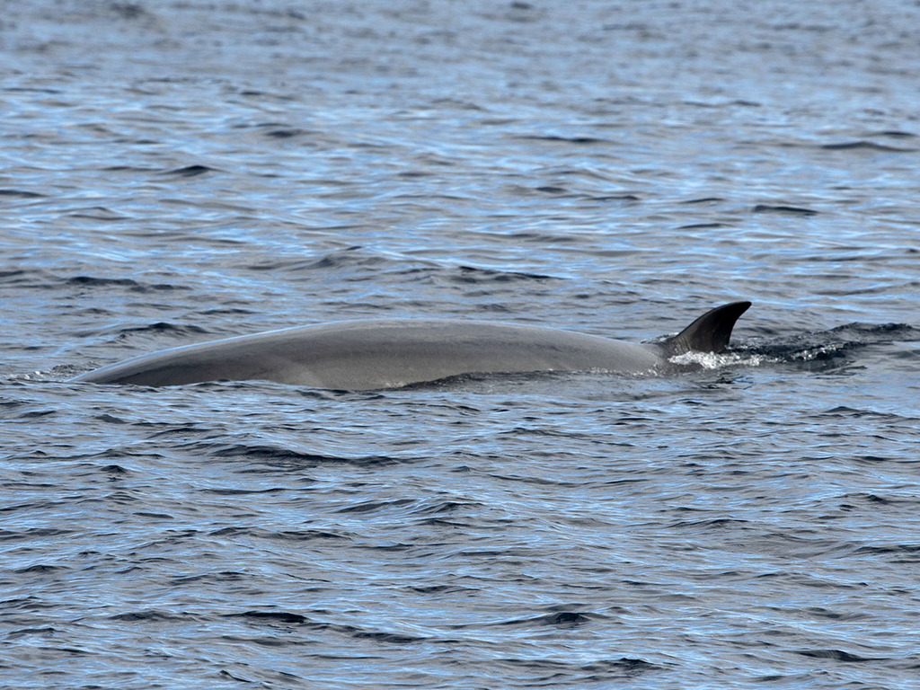 Seiwal (Madeira Wale) · iNaturalist