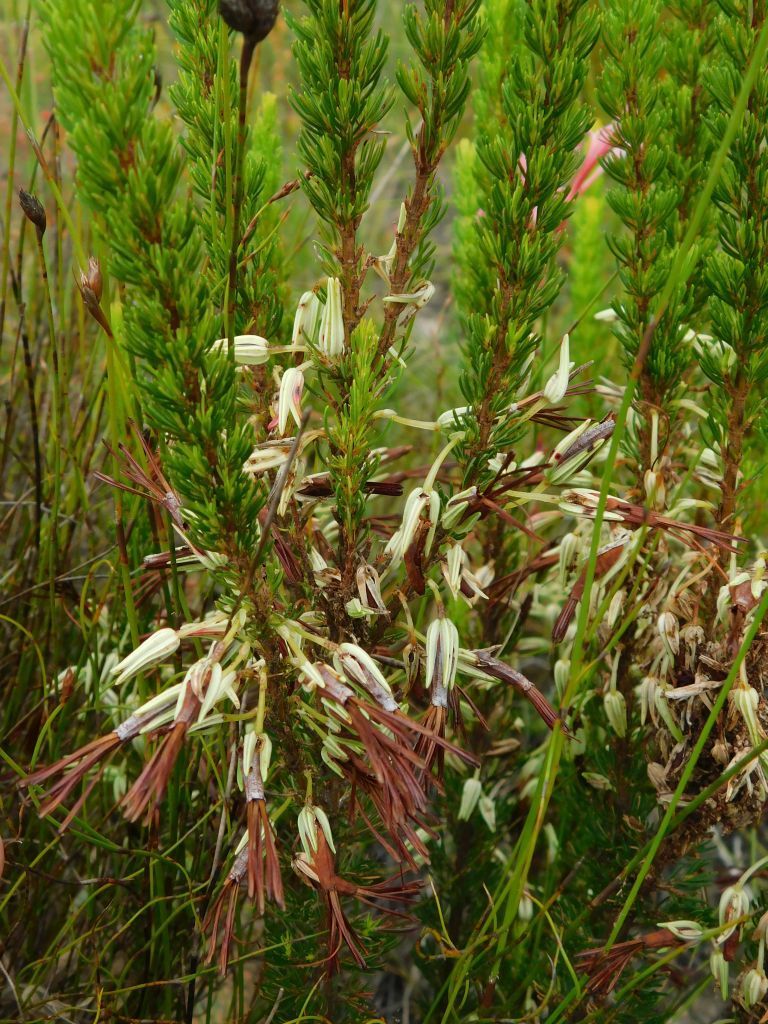 Groovesepal Heath from Greyton Nature Reserve, South Africa on February ...