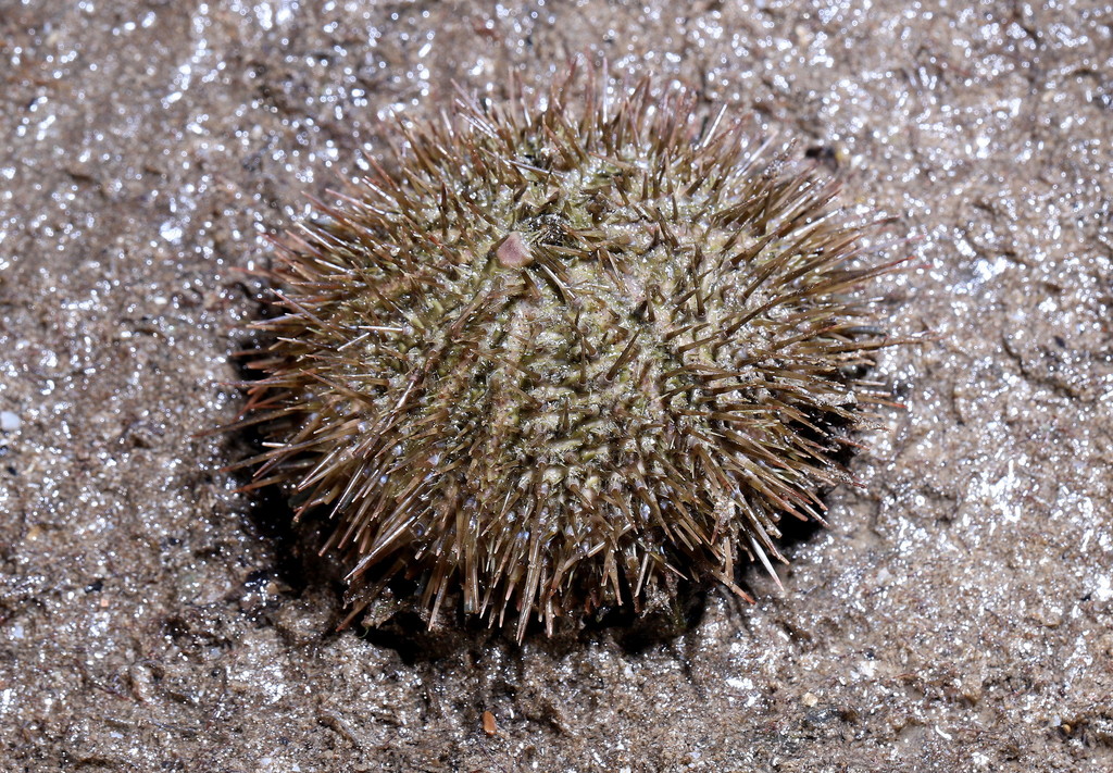 Temnopleurus from Shrivardhan, Maharashtra 402110, India on February 1 ...