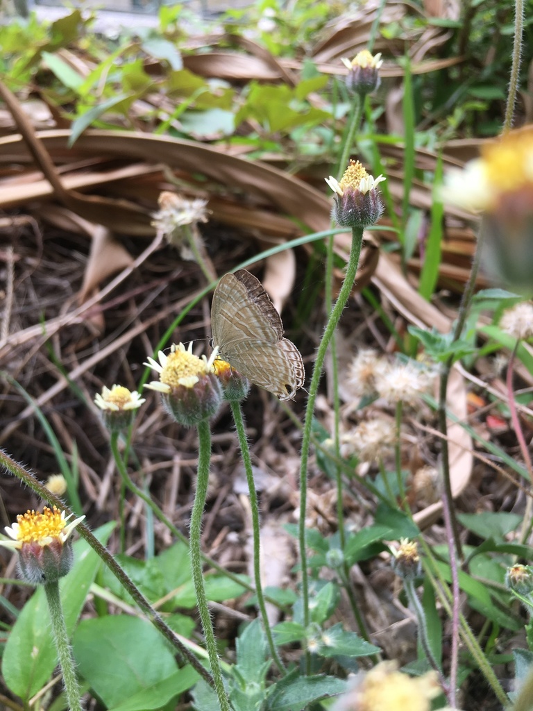 Common Cerulean from Hong Kong Island, Aberdeen, HK on April 23, 2019 ...