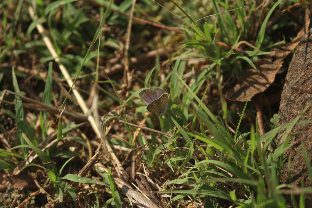 Lesser Grass Blue from Chittoor, Andhra Pradesh, India on February 08 ...