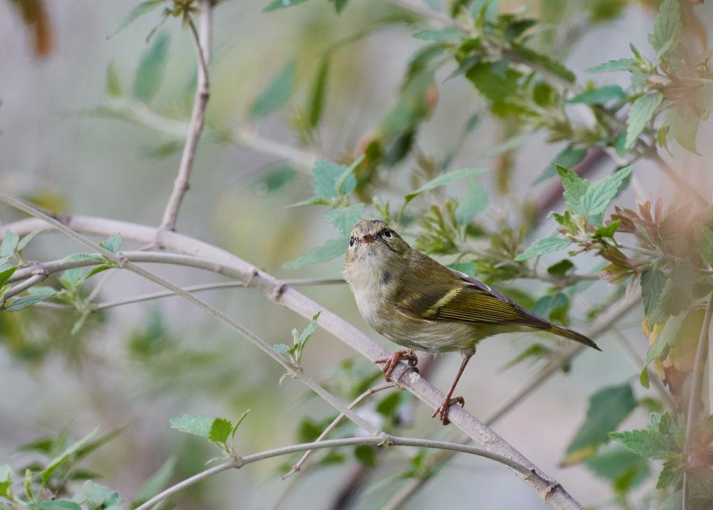 Lemon-rumped Warbler from Kullu, Himachal Pradesh 175101, India on ...