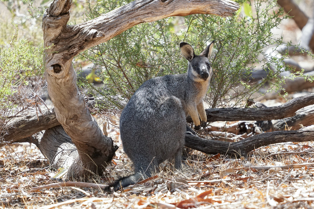 Western Brush Wallaby (Notamacropus irma) - Know Your Mammals