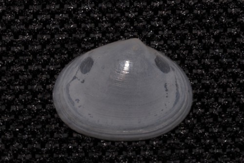 Kellia adamsi · NaturaLista Colombia