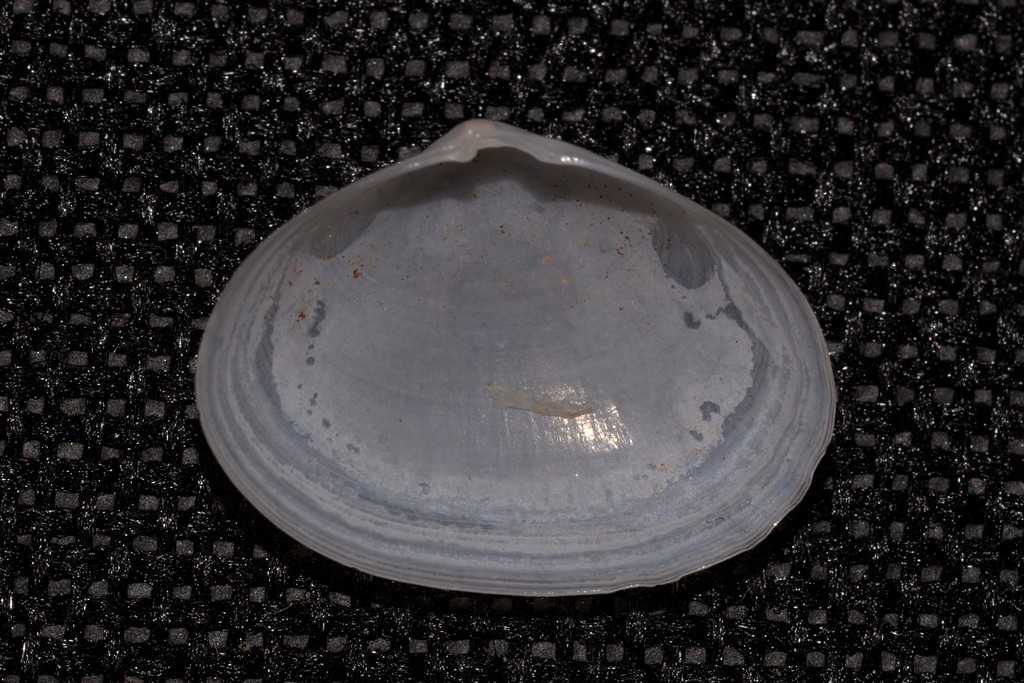 Cymatioa adamsi from Unnamed Road, Collaroy NSW 2097, Australia on ...