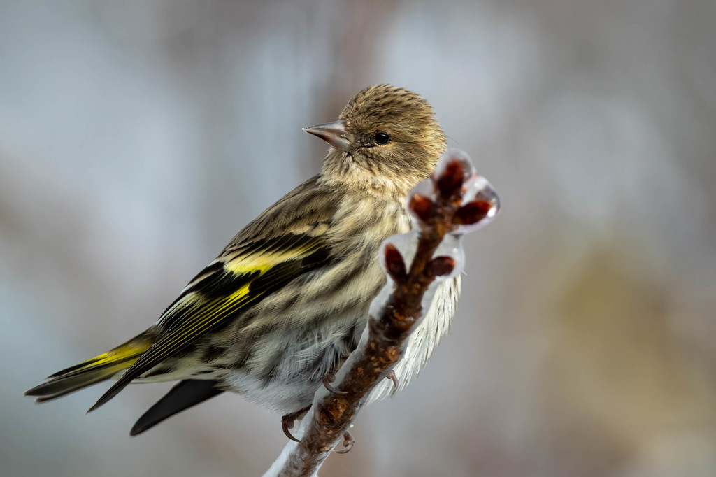 Pine Siskin (Species in our area) · iNaturalist