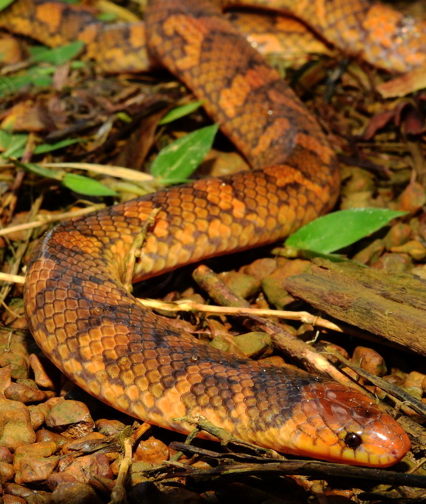Flaming Ground Snake from Saül, Guyane française on July 27, 2016 at 04 ...
