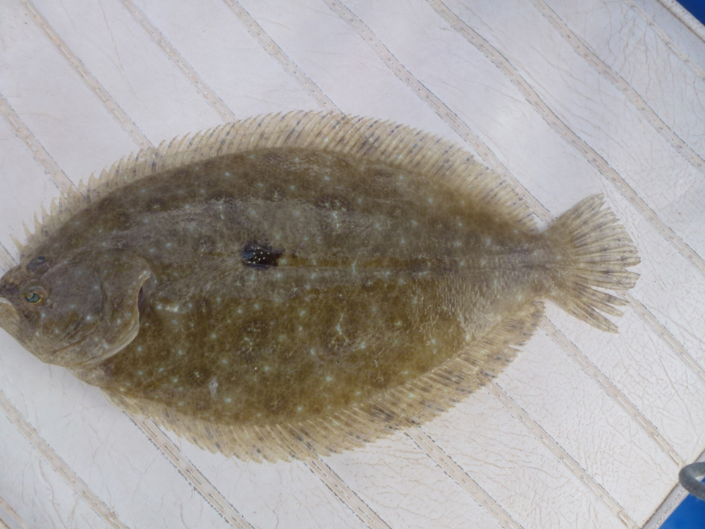 Largetooth Flounder (Pseudorhombus arsius) - Marine Life Identification