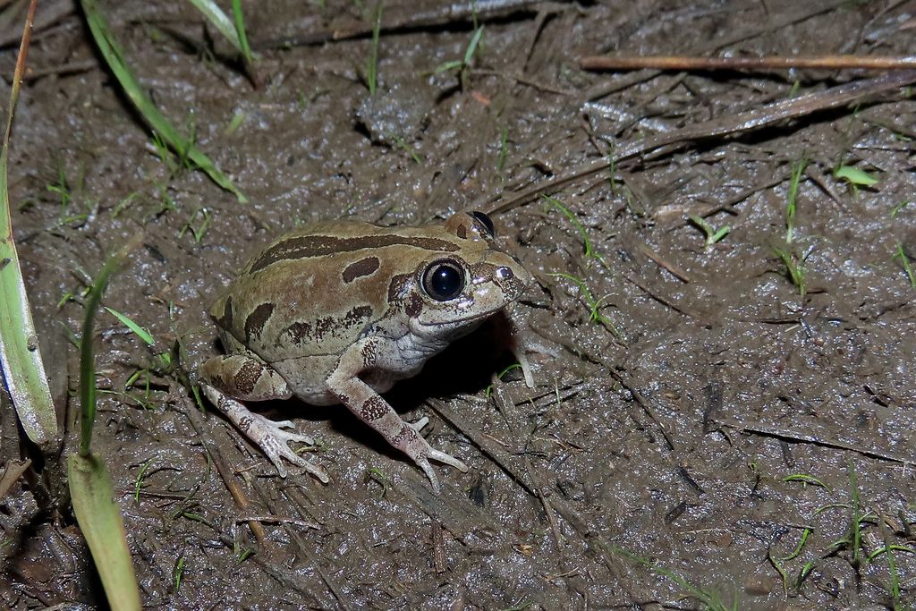 Senegal Running Frog from Mwomboshi, Zambia on January 17, 2022 at 08: ...
