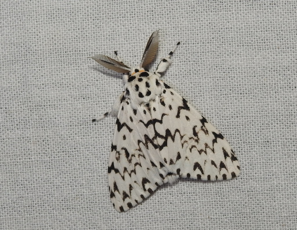 Lymantria todara in February 2022 by Hopeland · iNaturalist