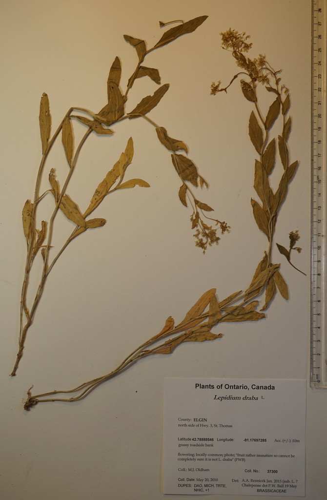 Heart-podded Hoary Cress from Canada, Ontario ELGIN County, north side of Hwy. 3, St. Thomas ...