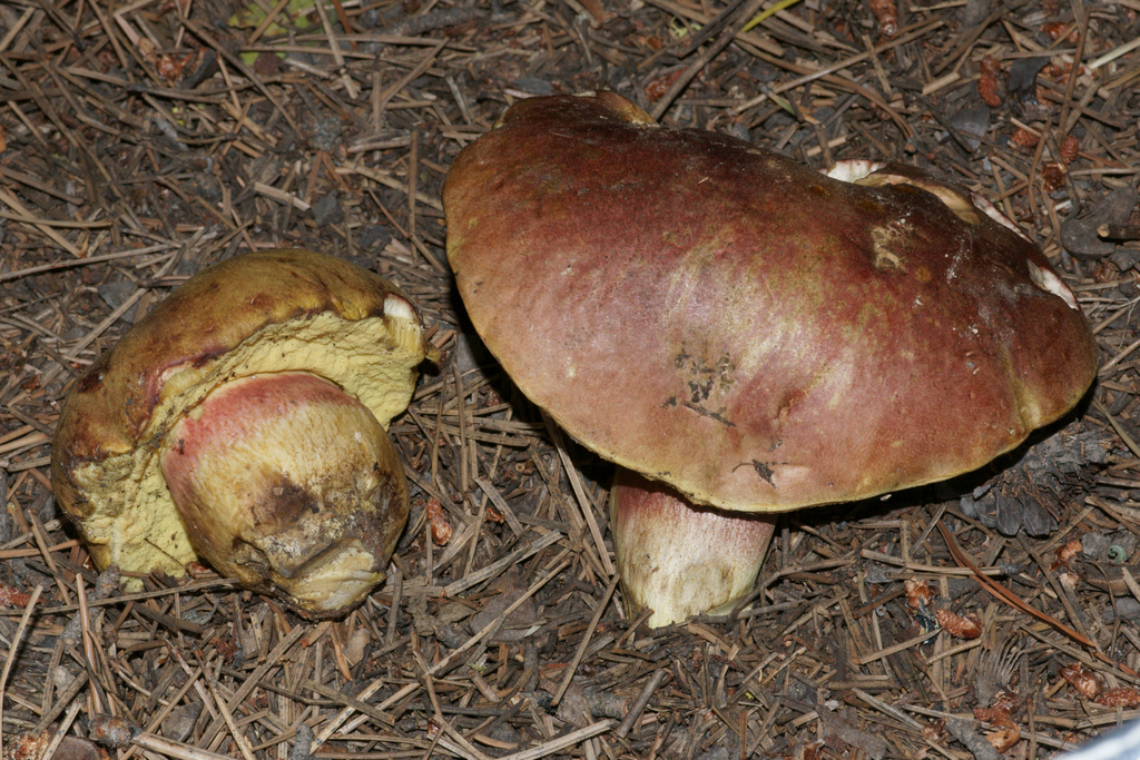 Smith's Bolete from McCall, Idaho, USA on September 09, 2008 by John ...
