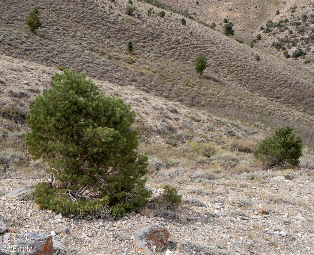 singleleaf pinyon from White Pine, Nevada, United States on September ...