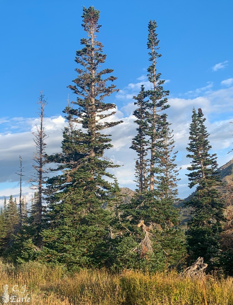 subalpine fir from Utah, Utah, United States on September 11, 2021 at ...