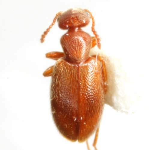 Anthicus dilaticollis · iNaturalist Mexico