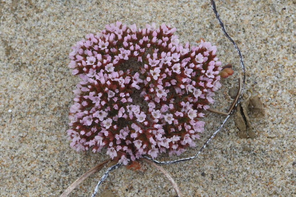 knotweed family (Polygonaceae) - Botanical Realm