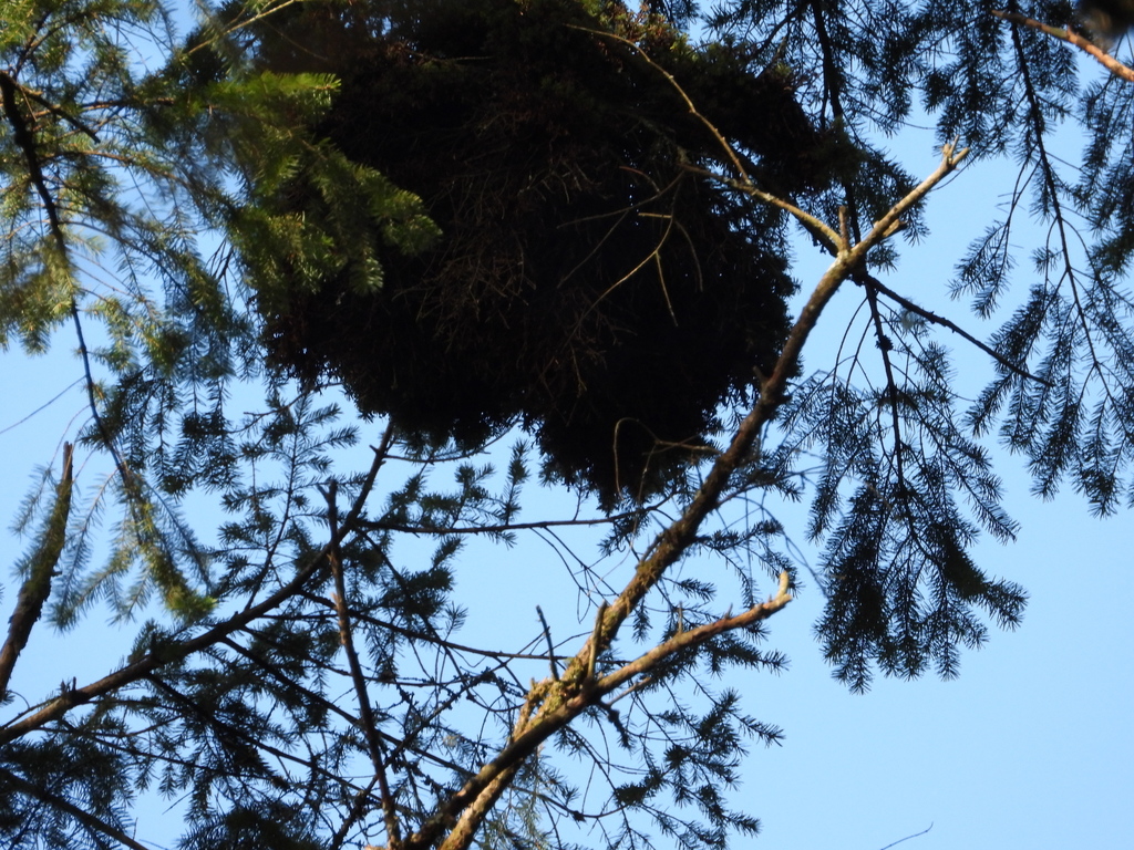 Douglas-Fir Dwarf-Mistletoe from Comox Valley, BC, Canada on February 7 ...