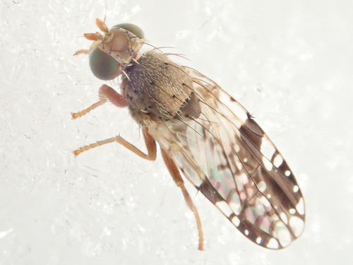 Tephritis fallax · iNaturalist