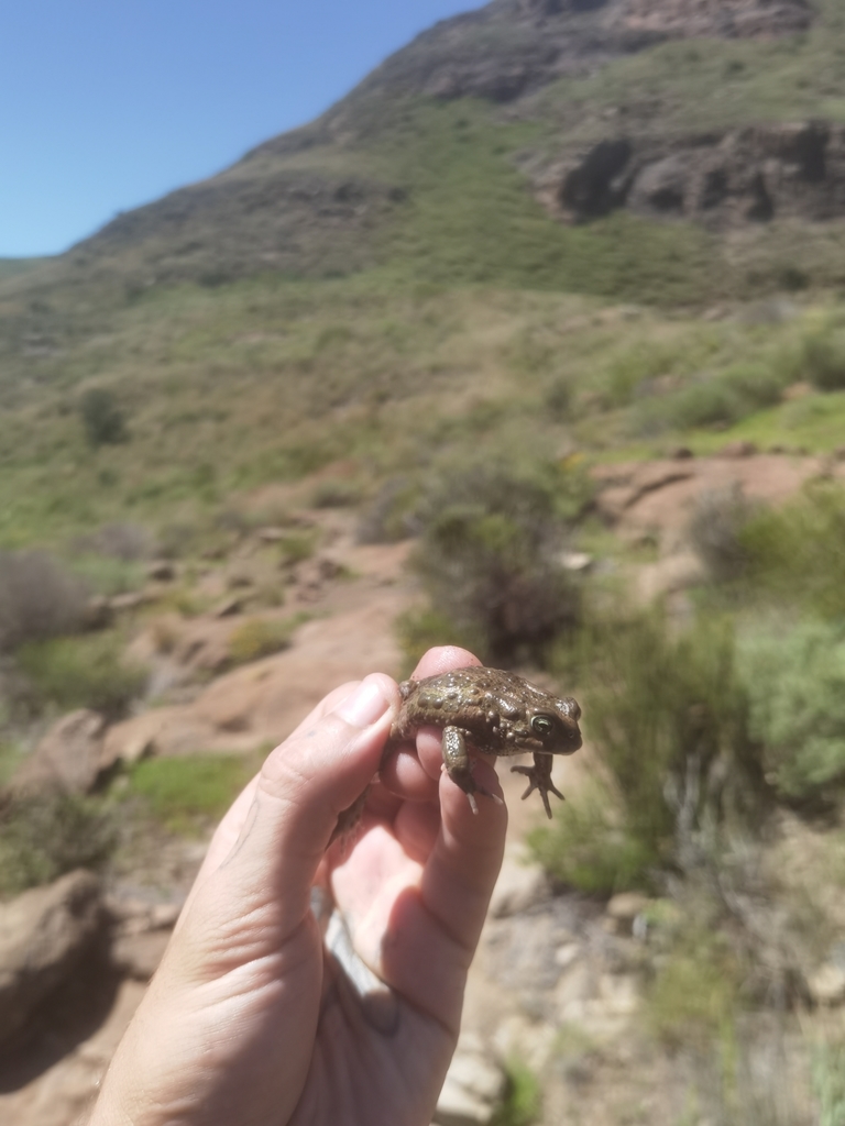 Cloud Toad from Joe Gqabi, ZA-EC, ZA on February 8, 2022 at 10:28 AM by ...