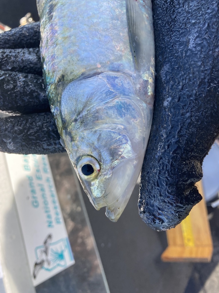 Alabama Shad from Moss Point, MS, US on January 29, 2022 at 07:07 AM by ...