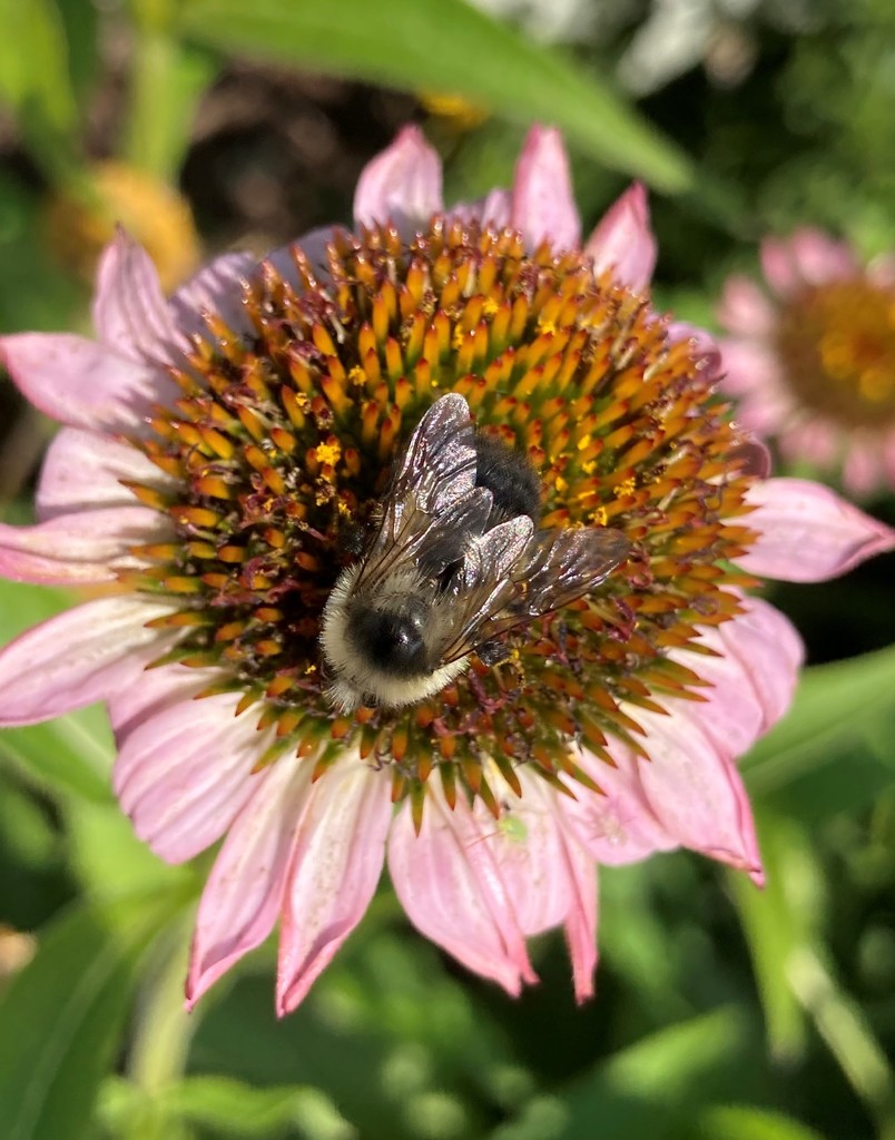 Red-belted Bumble Bee from Douglasdale, Calgary, AB T2Z, Canada on ...