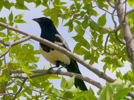 Black-billed Magpie (Biodiversity WSU Pullman) · iNaturalist