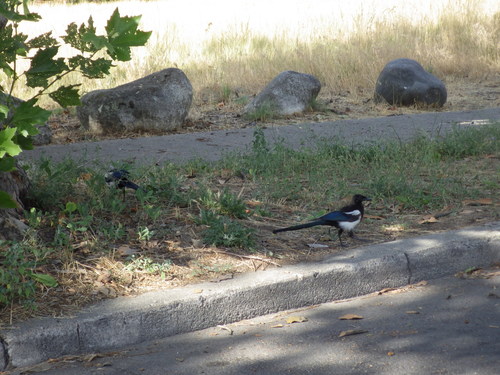 Black-billed Magpie (Biodiversity WSU Pullman) · iNaturalist