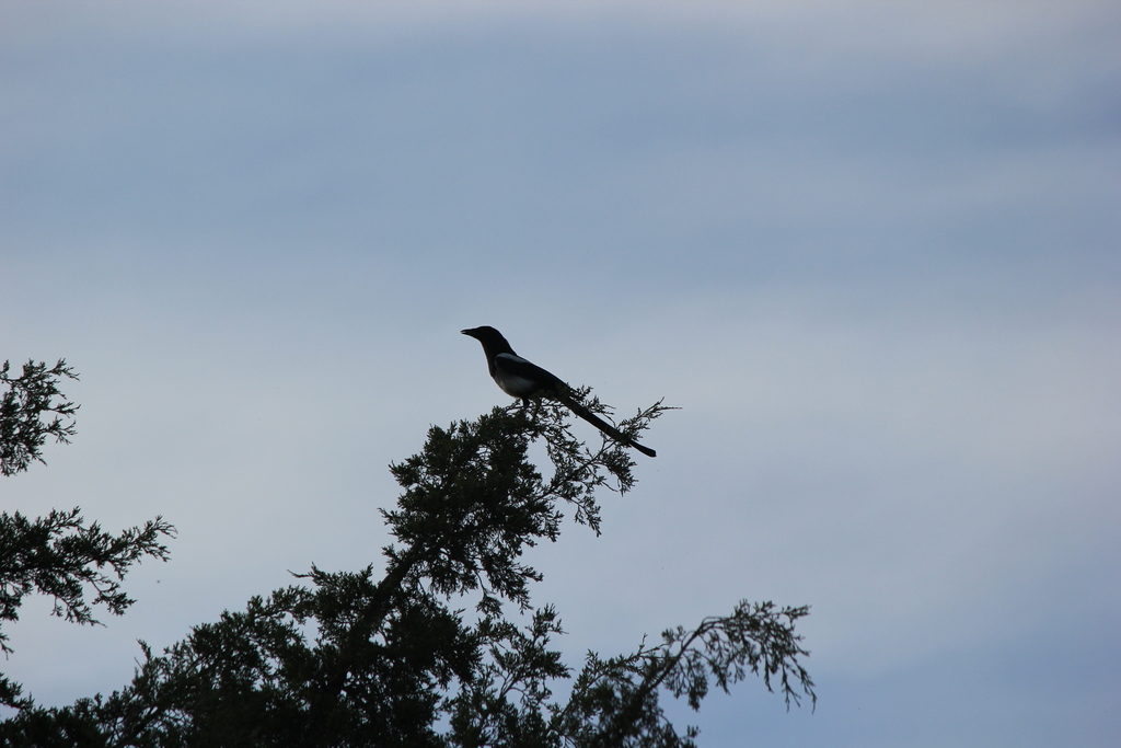 Black-billed Magpie (Biodiversity WSU Pullman) · iNaturalist