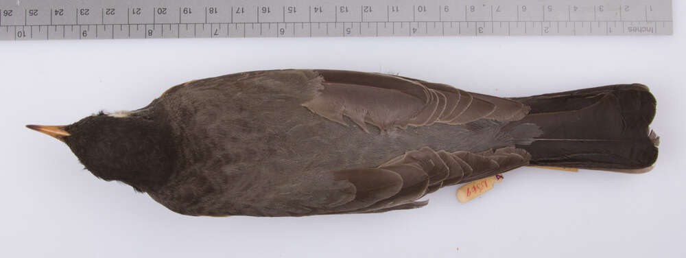 American Robin (Biodiversity WSU Pullman) · iNaturalist