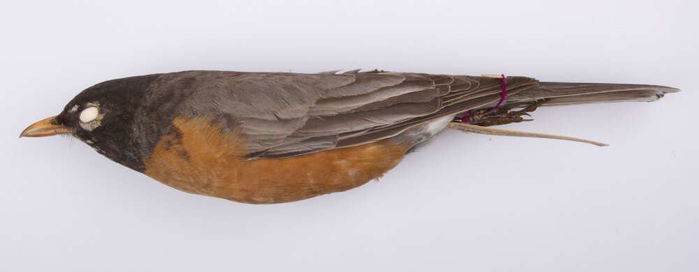 American Robin (Biodiversity WSU Pullman) · iNaturalist