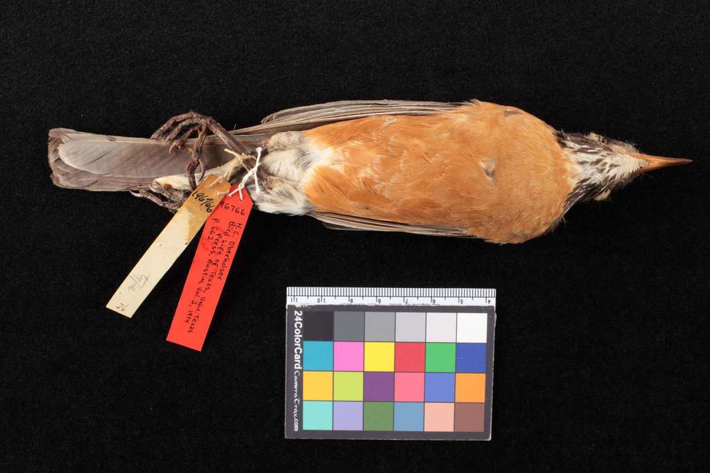American Robin (Biodiversity WSU Pullman) · iNaturalist
