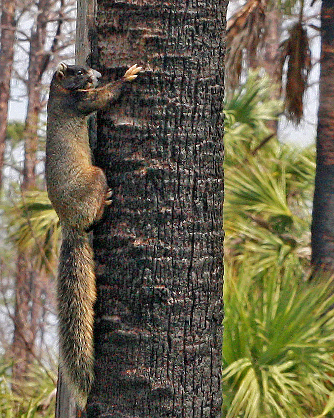 Fox Squirrel (Biodiversity WSU Pullman) · iNaturalist