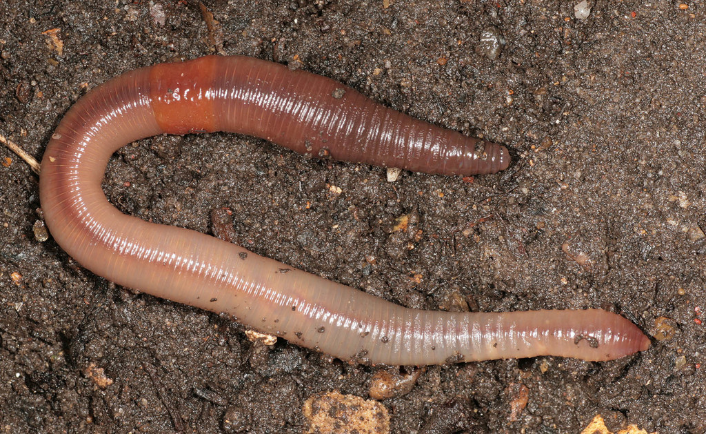 Common Earthworm (Biodiversity WSU Pullman) · iNaturalist