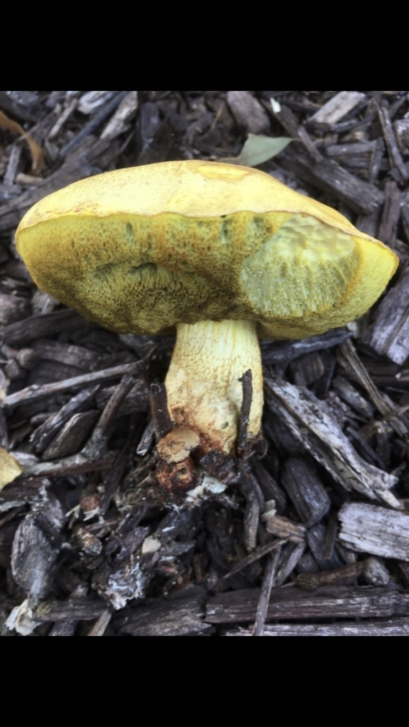 Ornate-stalked bolete from Sugarcreek, OH, US on February 08, 2022 at ...