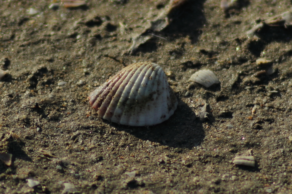 Cerastoderma from Κεντρική Μακεδονία, Ελλάδα on January 5, 2022 at 03: ...