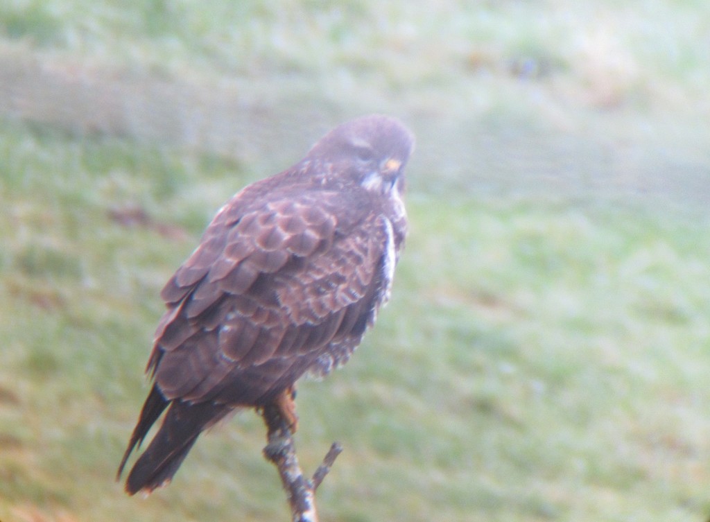 Common Buzzard from Schuttrange, Luksemburg on January 29, 2022 at 12: ...