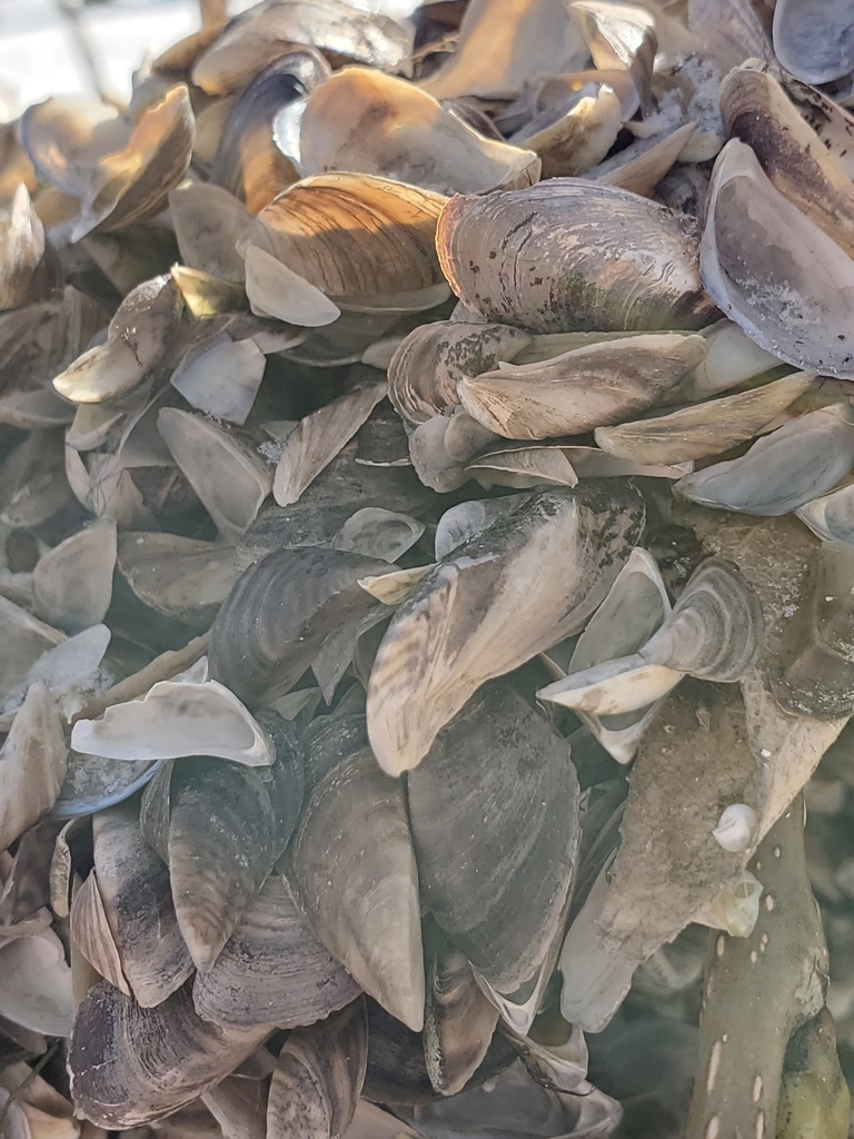 Zebra Mussel from Madison, WI 53706, USA on February 07, 2022 at 10:17 ...