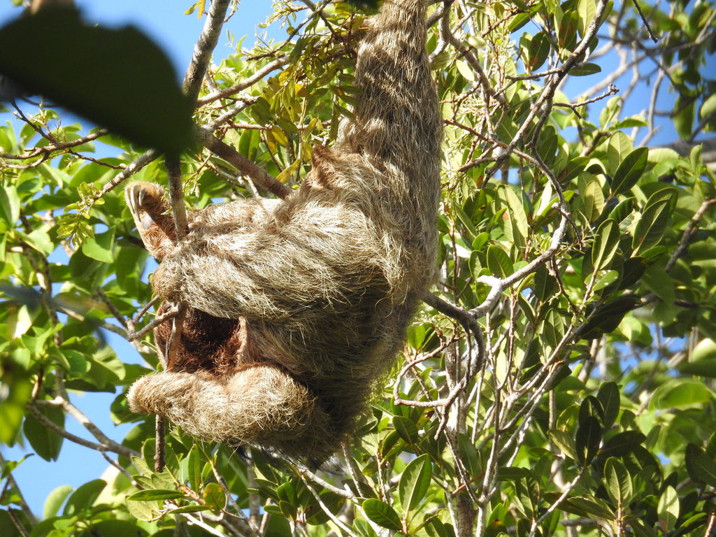 Maned Three-toed Sloth (Bradypus torquatus) - Know Your Mammals