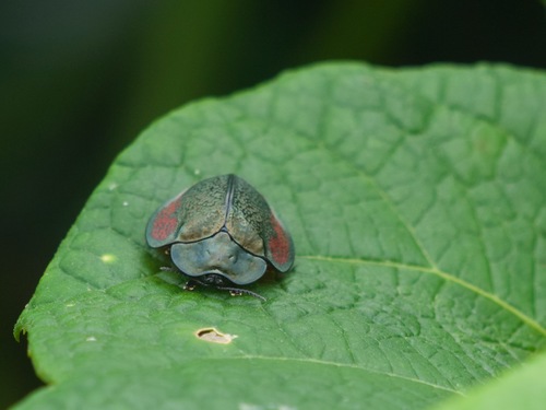 Stolas atalayaensis · NaturaLista Colombia