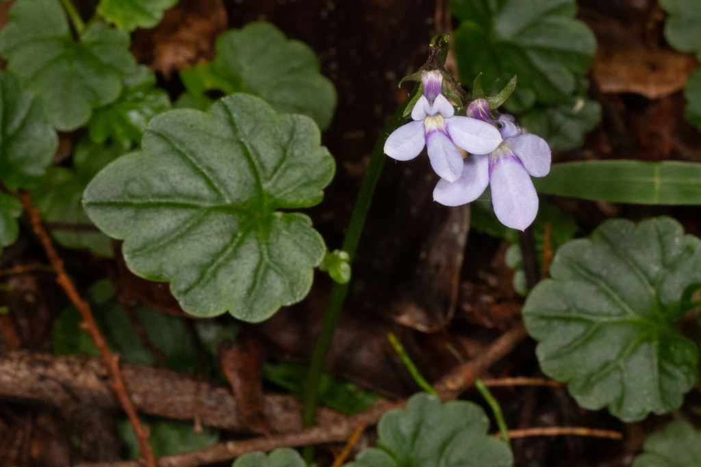 forest lobelia from Byron, New South Wales, Australia on February 08 ...