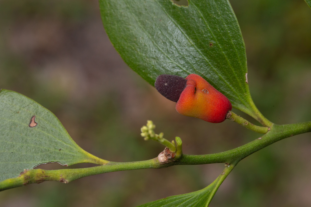 Broad Leaved Native Cherry from Tweed - Tweed Coast, New South Wales ...